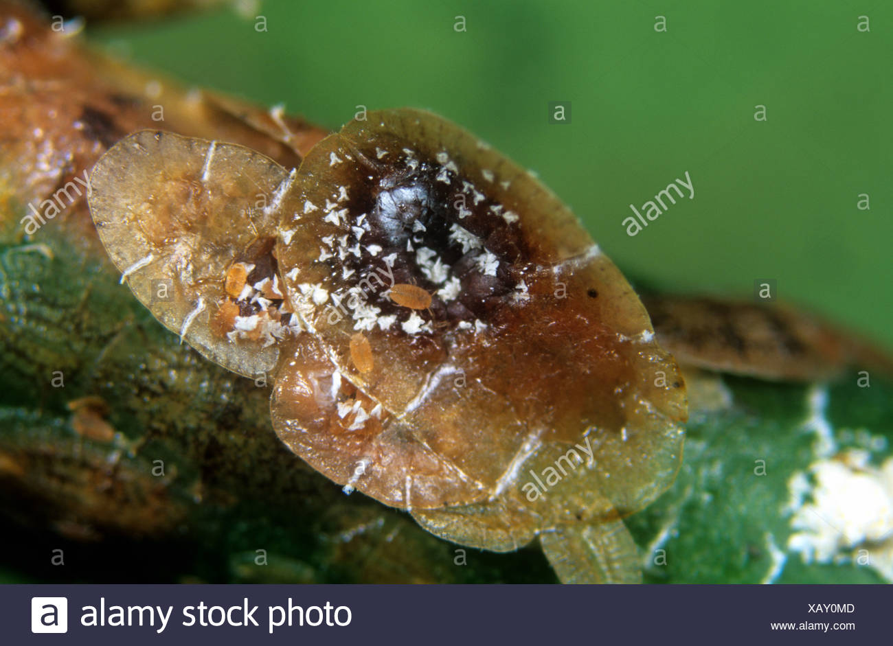 Soft Scale Insects Stock Photos & Soft Scale Insects Stock Images - Alamy