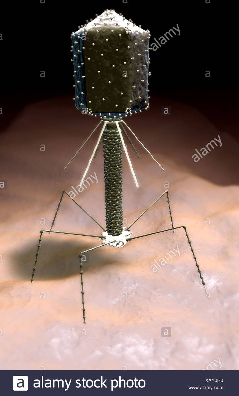 Phage High Resolution Stock Photography and Images - Alamy