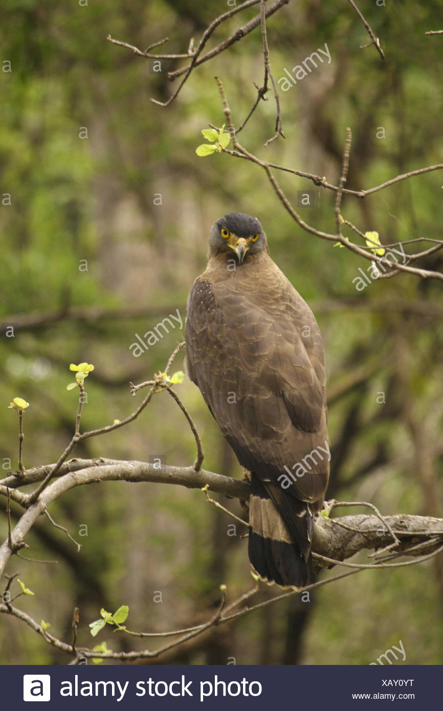 Juvenile Serpent Eagle High Resolution Stock Photography and Images - Alamy