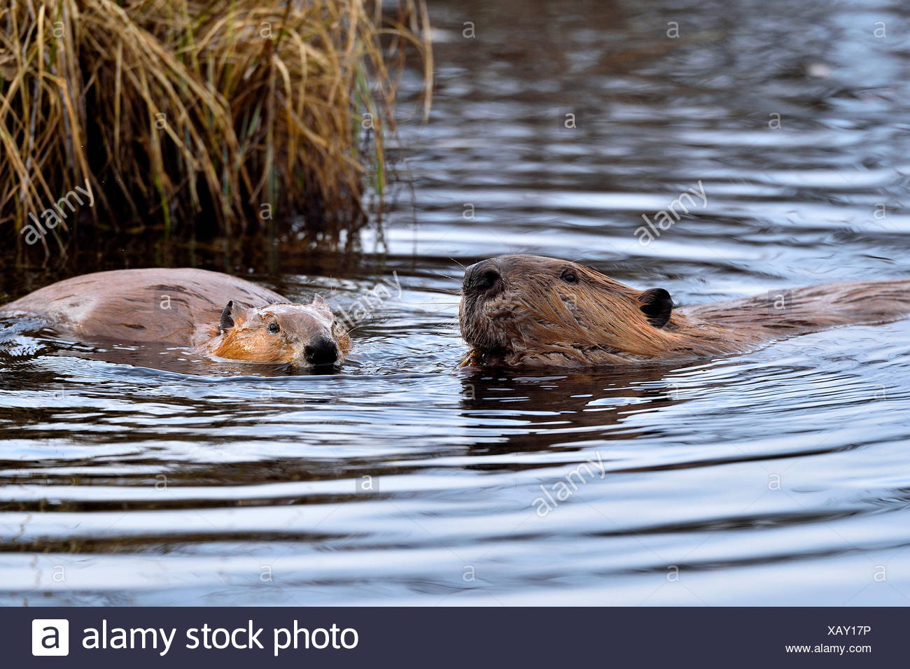Two Dams High Resolution Stock Photography and Images - Alamy