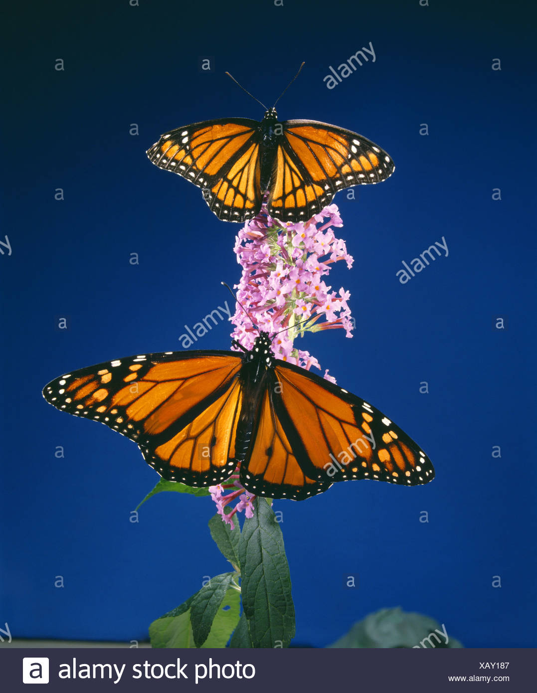 Monarch Buttefly High Resolution Stock Photography and Images - Alamy