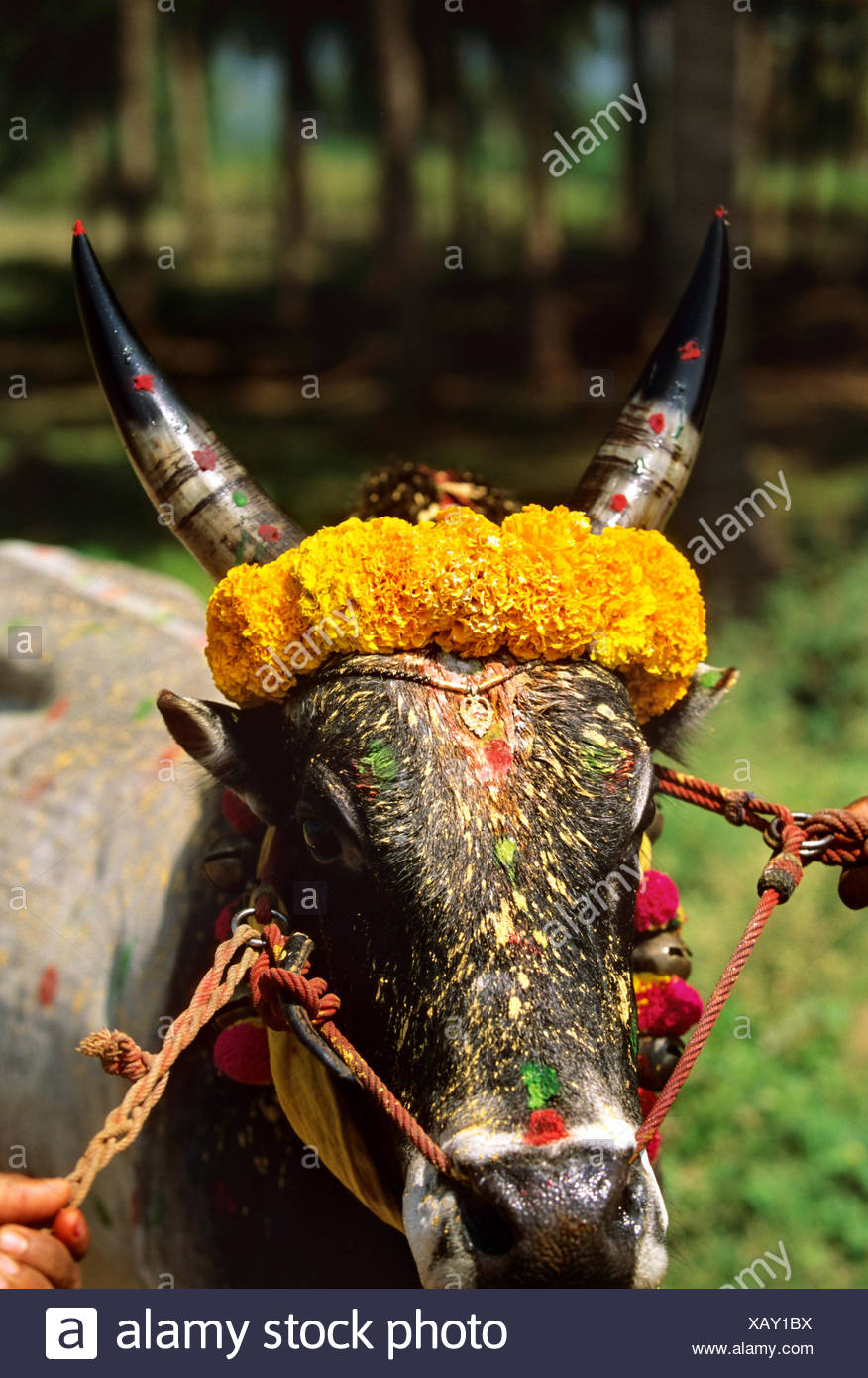Worship Of The Cow High Resolution Stock Photography and Images - Alamy