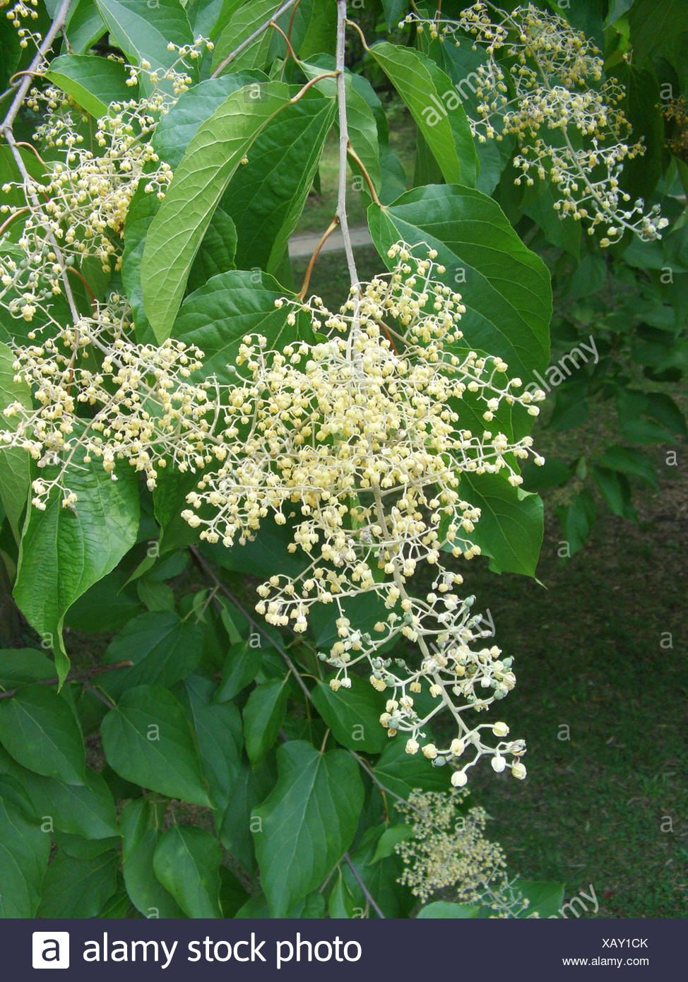 Logwood Tree High Resolution Stock Photography and Images - Alamy