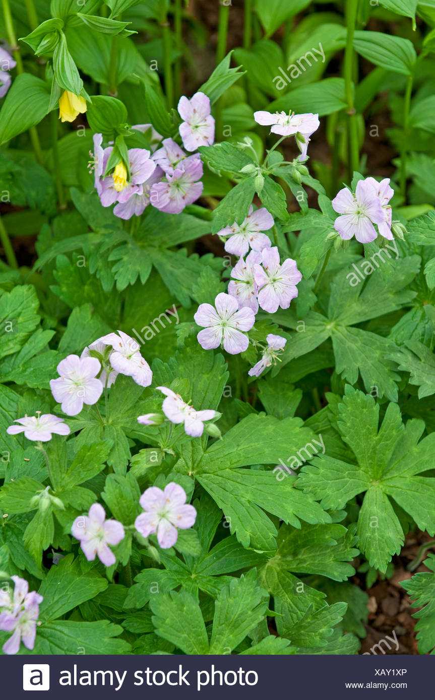 Geranium Maculatum Chatto High Resolution Stock Photography and Images ...