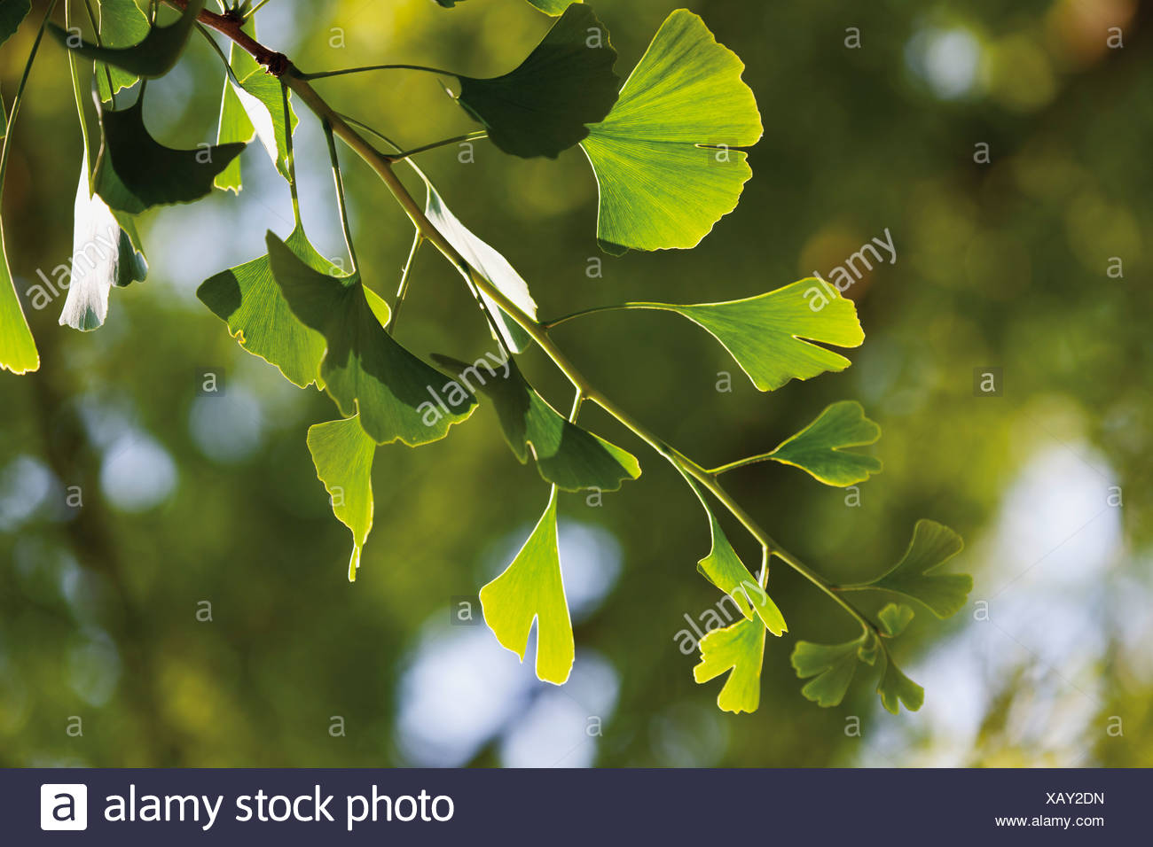Ginko Tree High Resolution Stock Photography and Images - Alamy