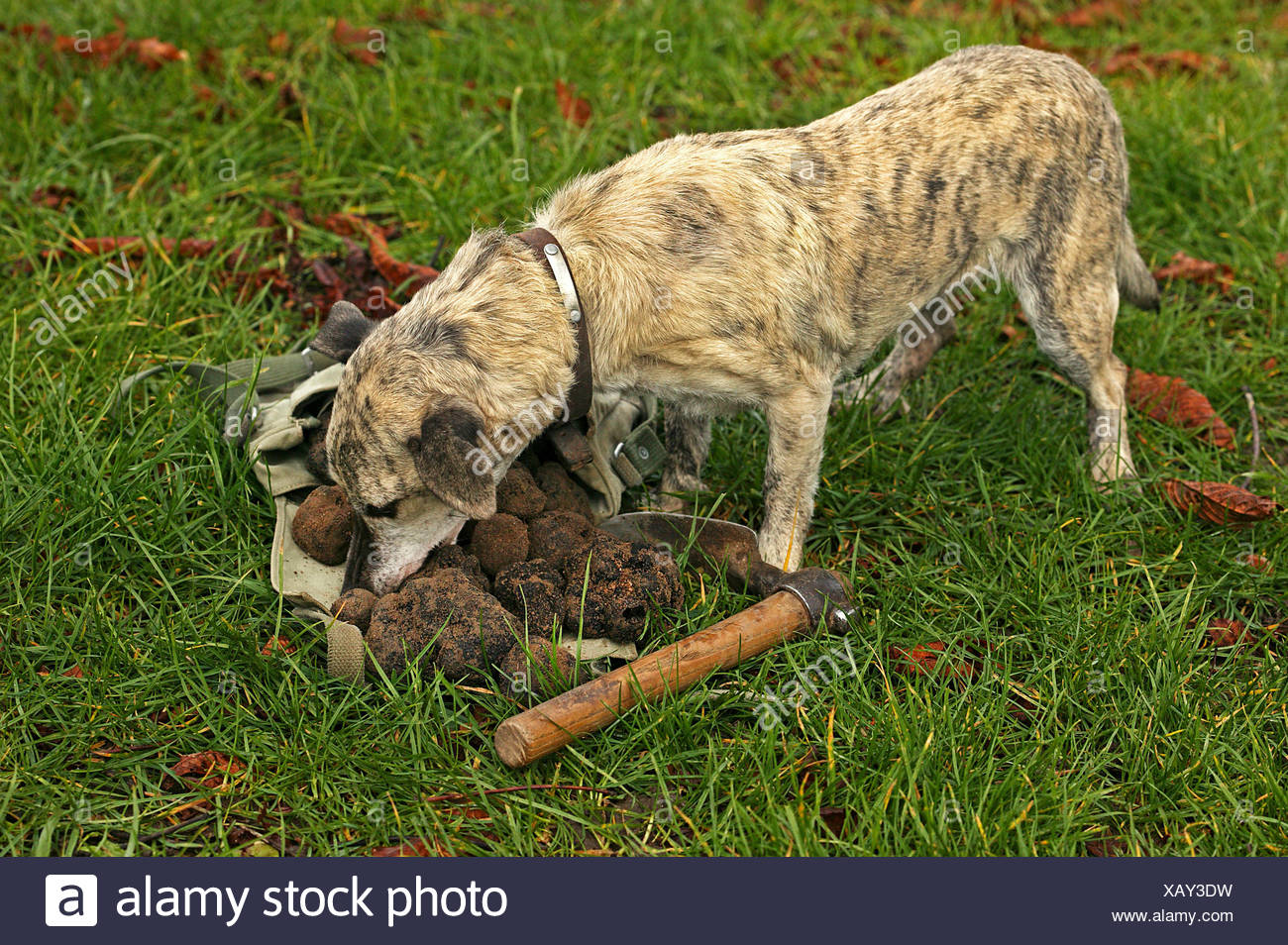 Truffle Dog High Resolution Stock Photography and Images - Alamy
