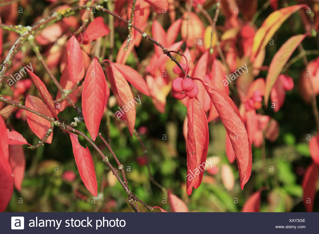 Common Spindle Leaves Stock Photos & Common Spindle Leaves Stock Images ...
