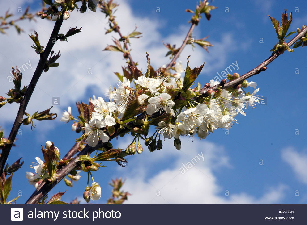 Kirschbaum High Resolution Stock Photography and Images - Alamy