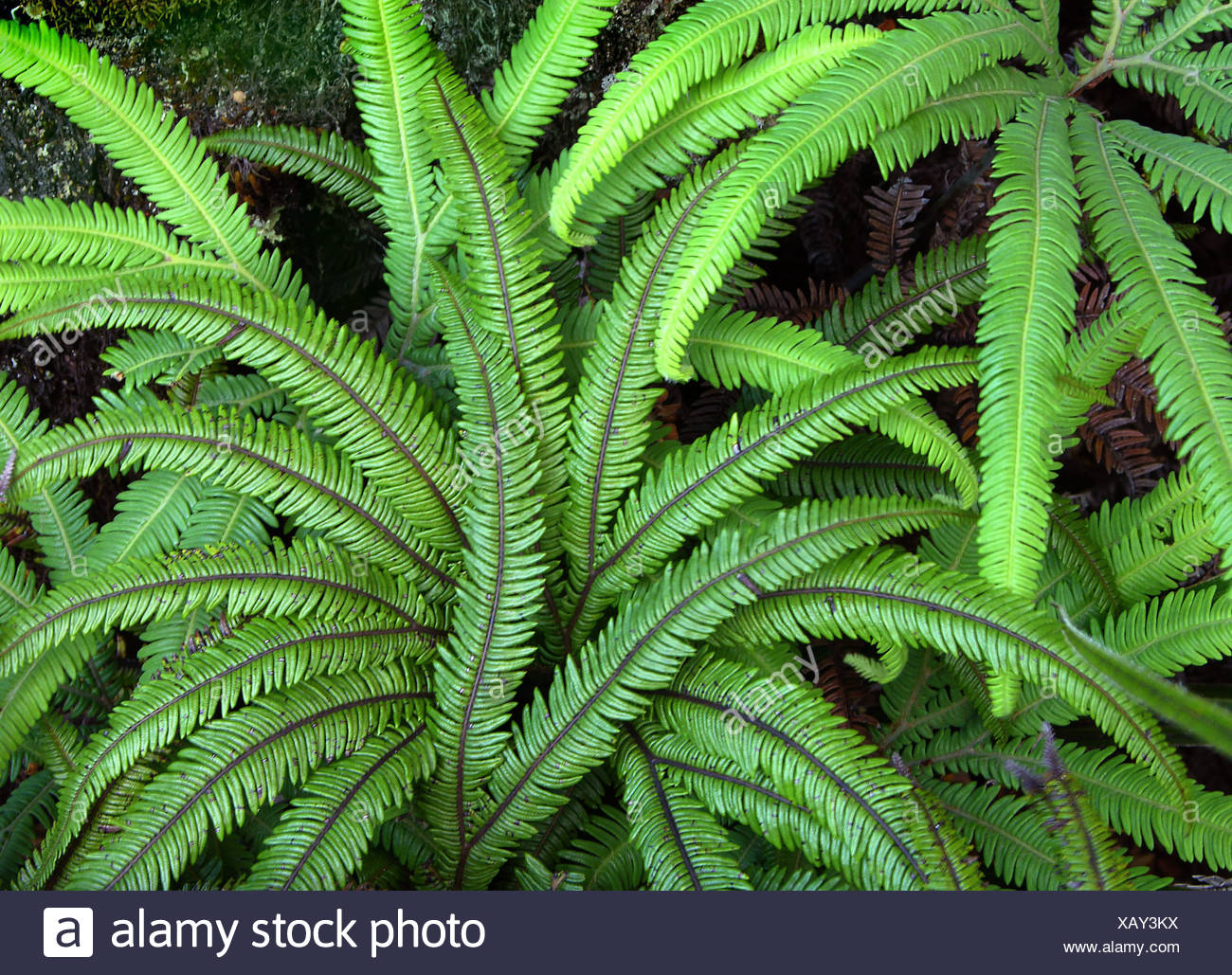 Umbrella Ferns High Resolution Stock Photography and Images - Alamy