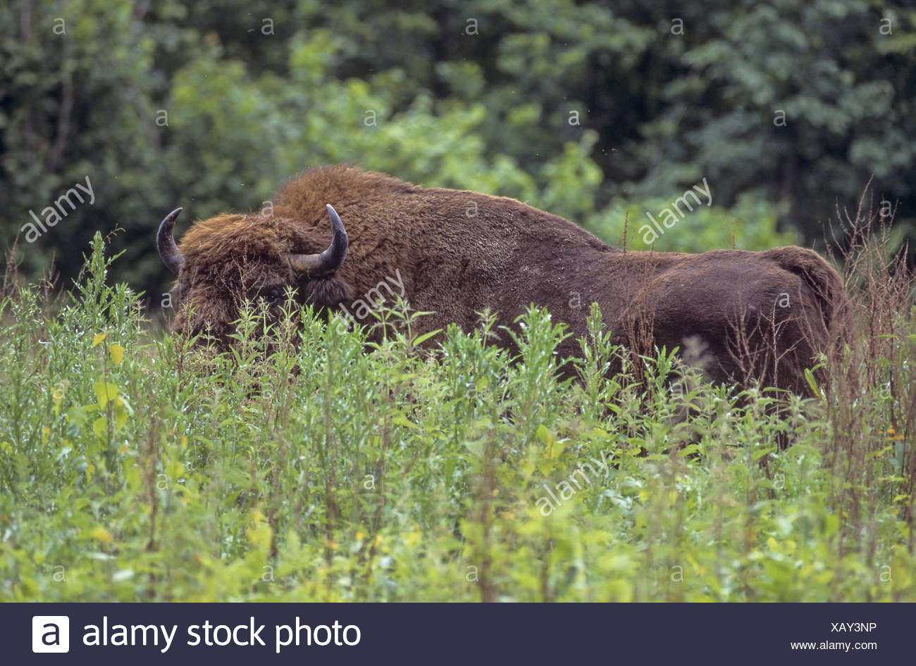 Wisente In Polen High Resolution Stock Photography and Images - Alamy