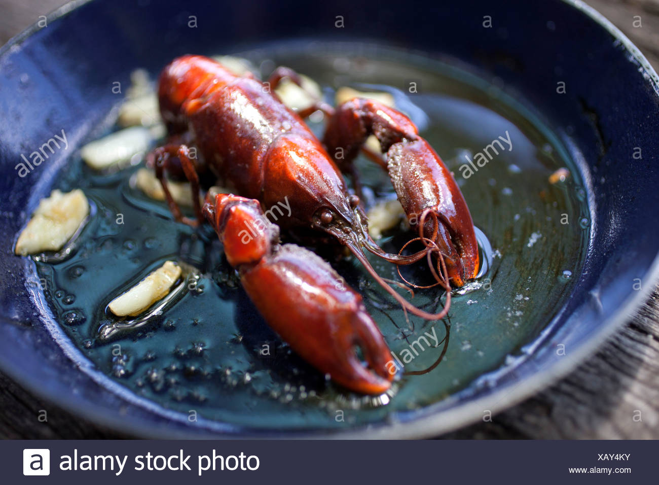 Australian Yabby High Resolution Stock Photography and Images - Alamy