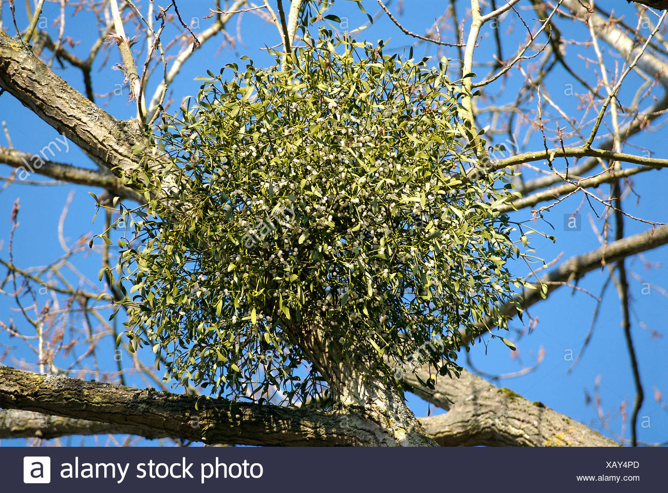 Viscum Sp High Resolution Stock Photography and Images - Alamy