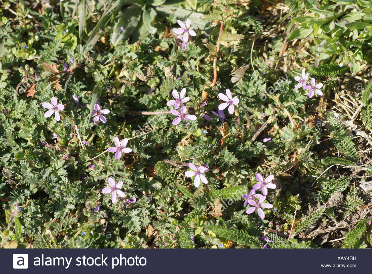 Redstem Filaree High Resolution Stock Photography and Images - Alamy