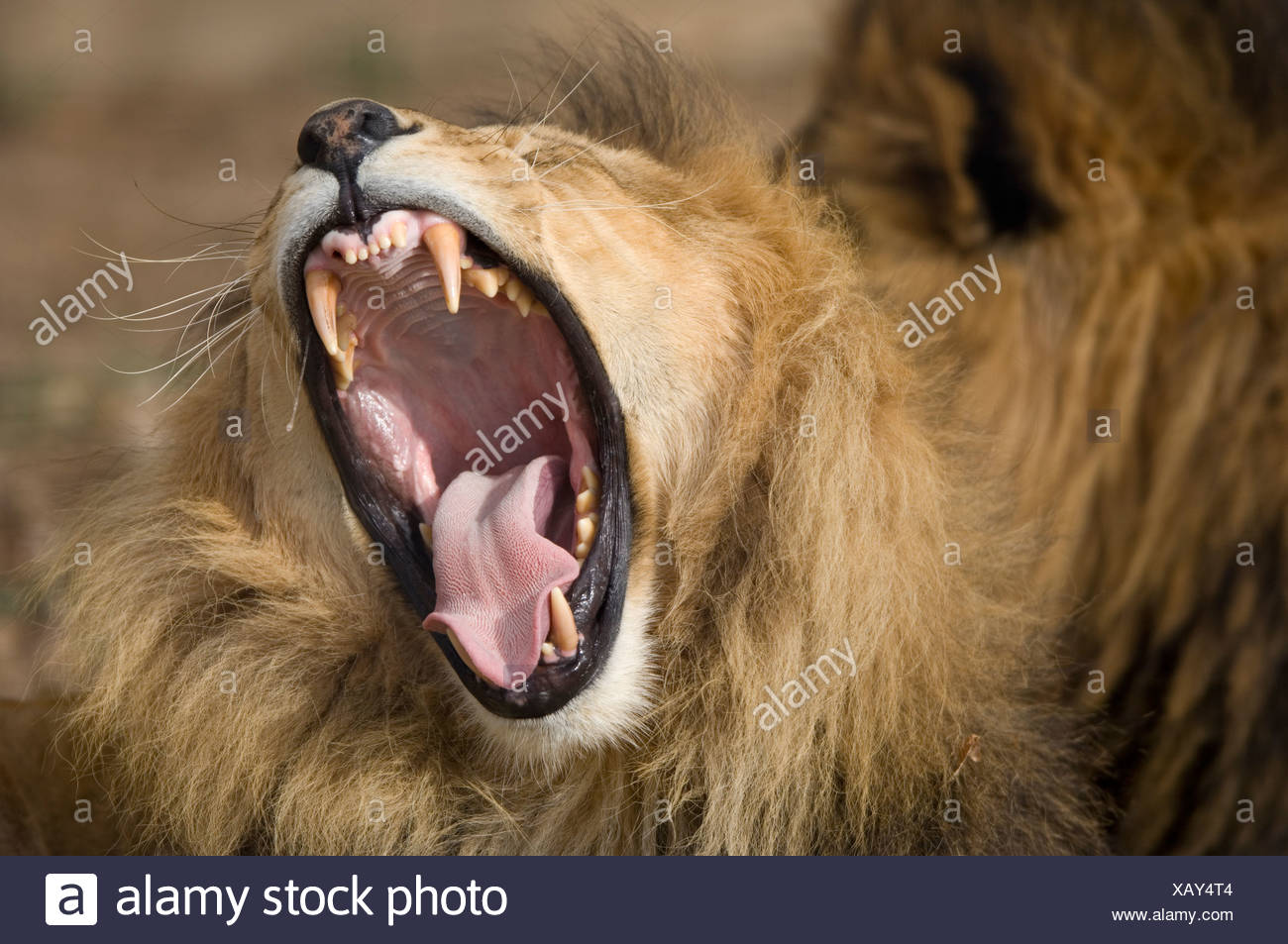 Lions Nose High Resolution Stock Photography and Images - Alamy