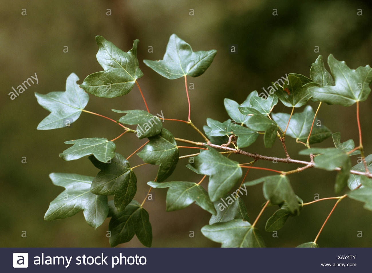 Montpellier Maple Acer Monspessulanum High Resolution Stock Photography ...