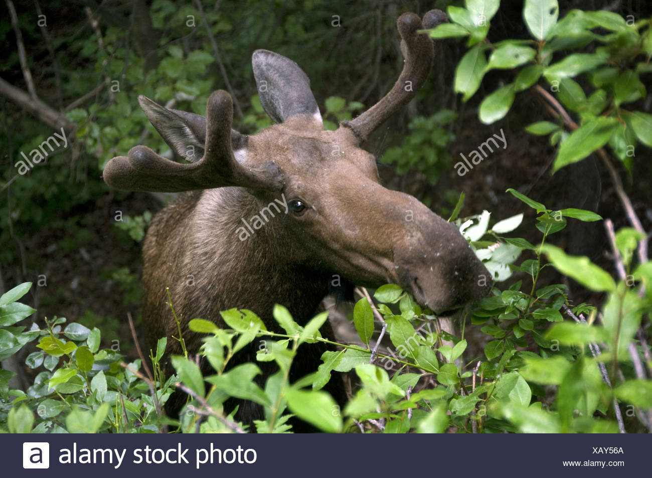 Moose Eating High Resolution Stock Photography and Images - Alamy