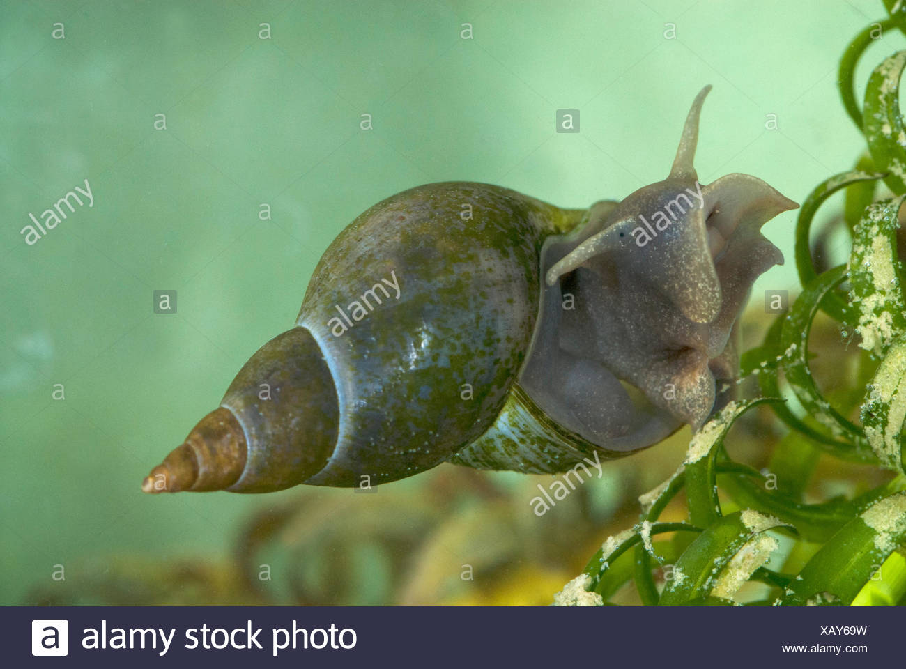 Largest Freshwater High Resolution Stock Photography and Images - Alamy