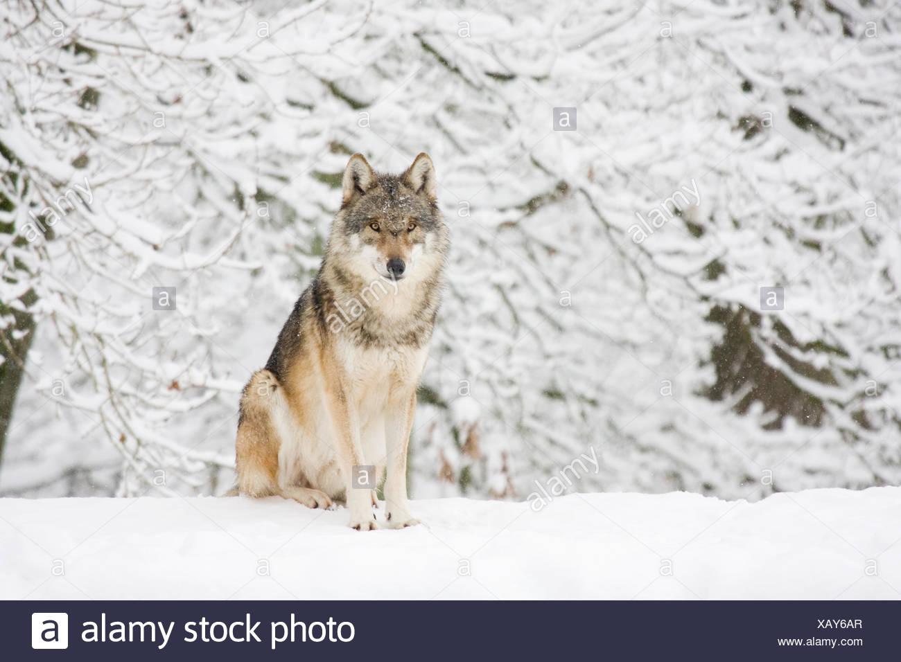 Wolf Sitting High Resolution Stock Photography and Images - Alamy