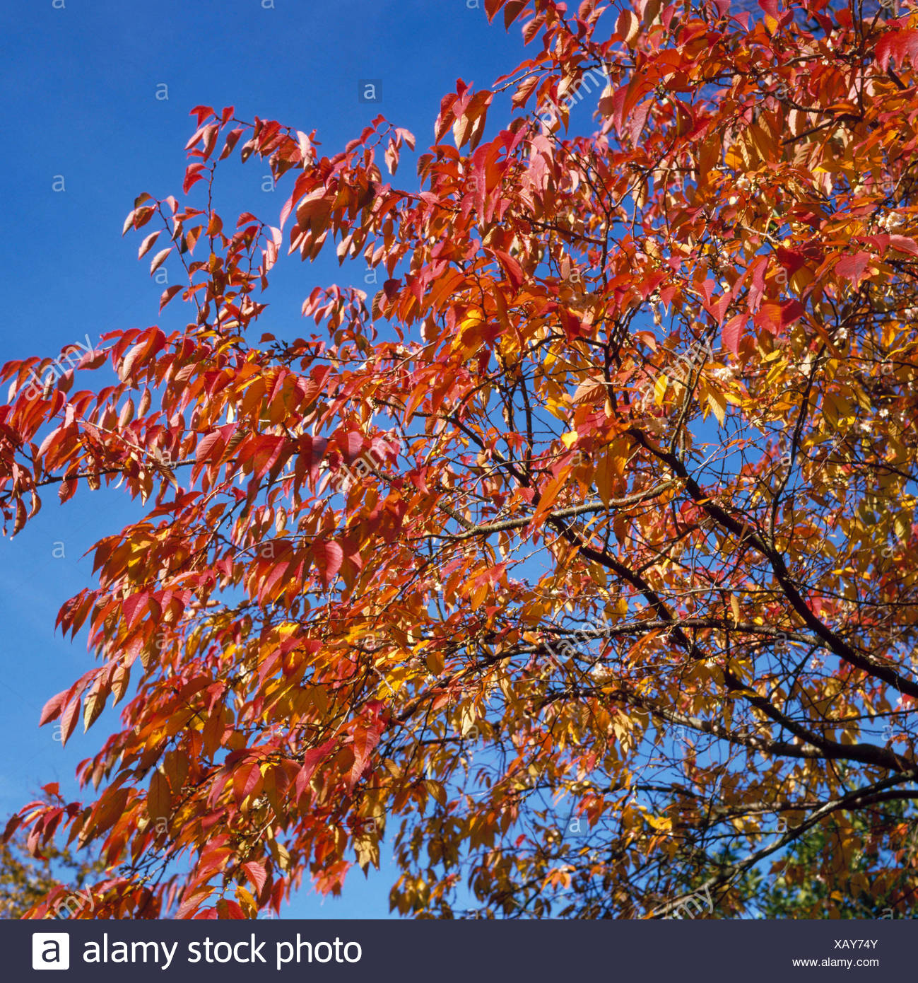 Prunus Subhirtella Rosea High Resolution Stock Photography and Images ...