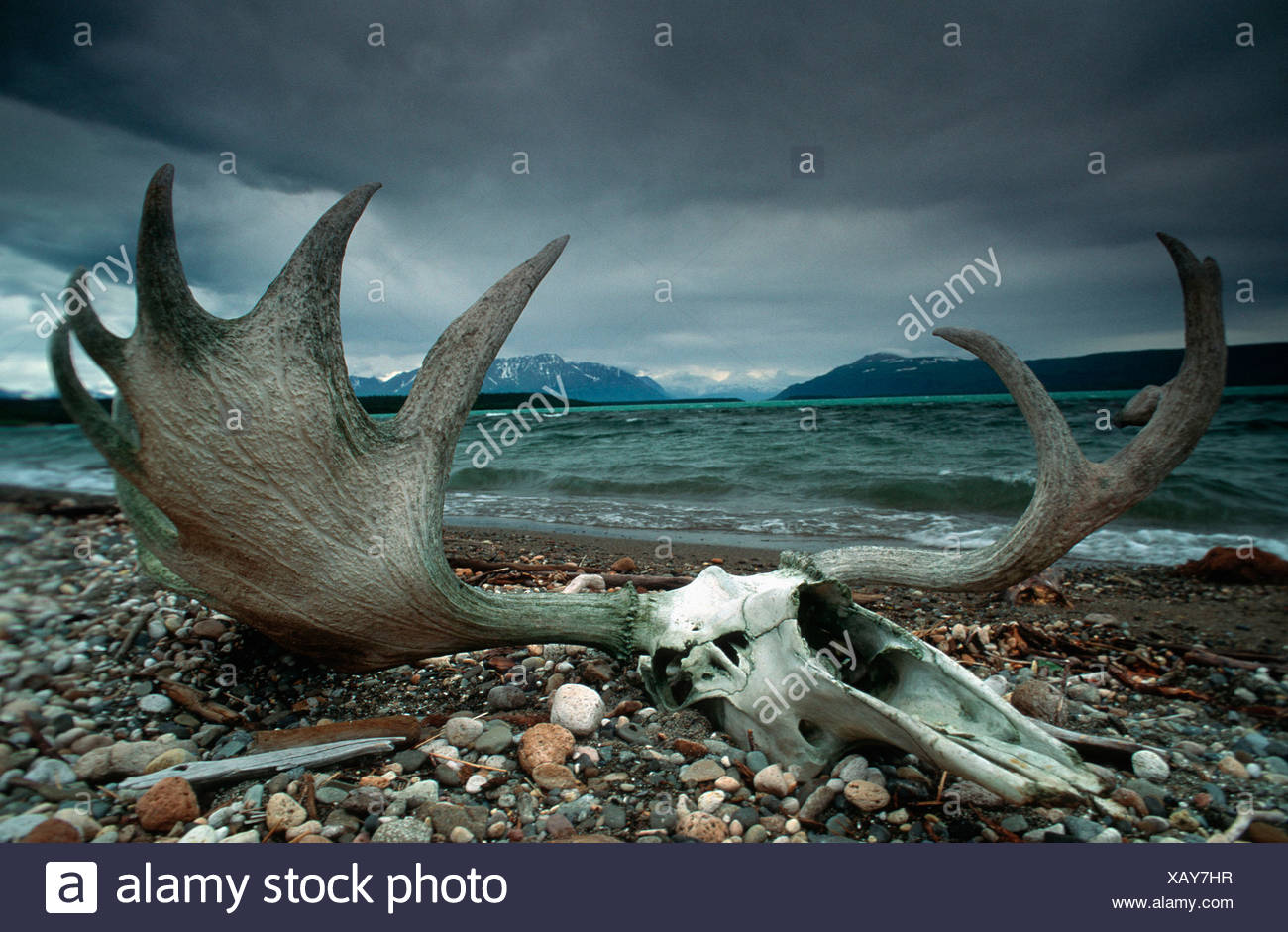 Moose Skull High Resolution Stock Photography and Images - Alamy