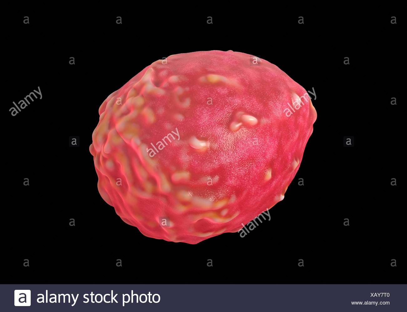 Monocyte Cell Stock Photos & Monocyte Cell Stock Images - Alamy