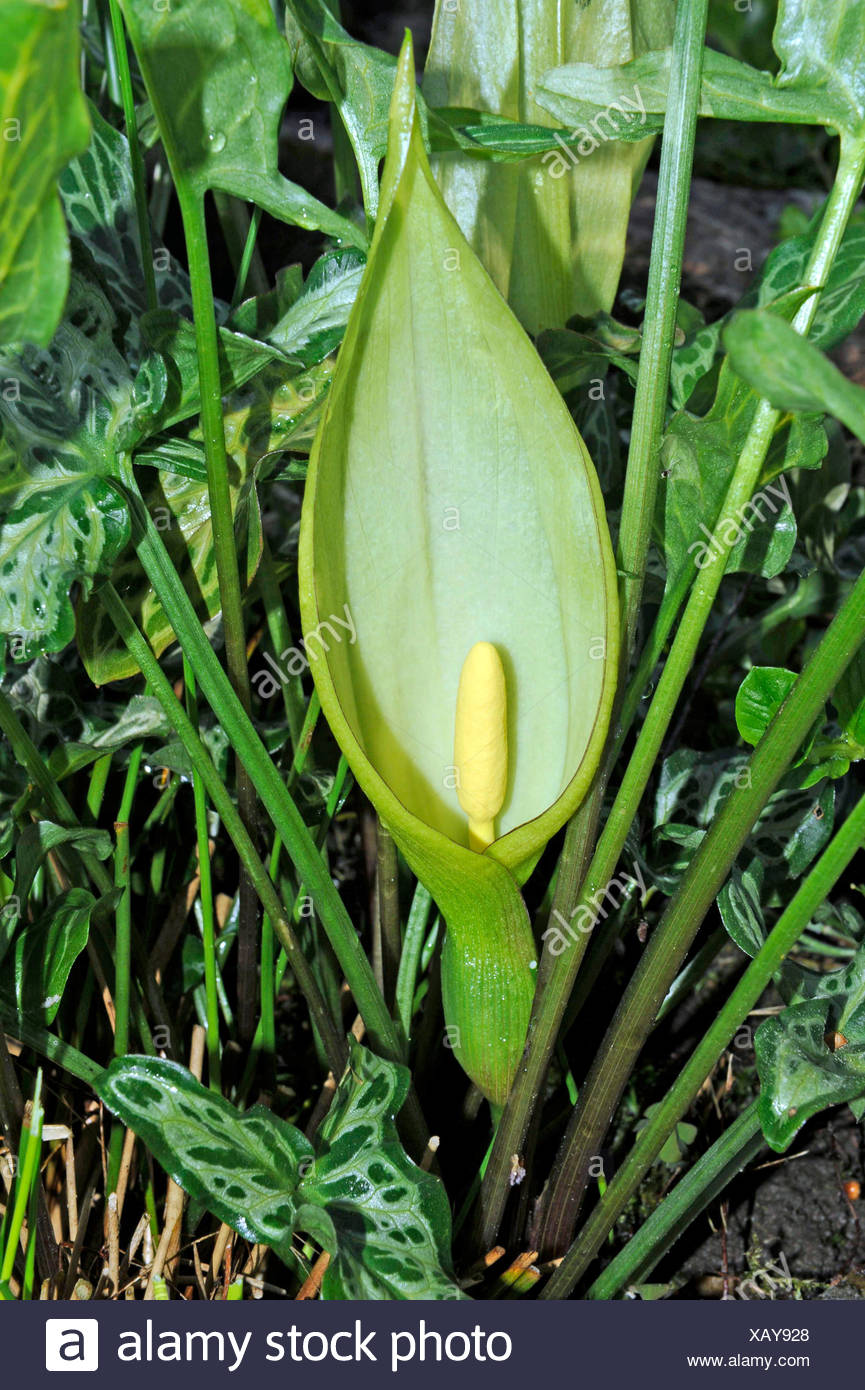 Mottled Arum High Resolution Stock Photography and Images - Alamy