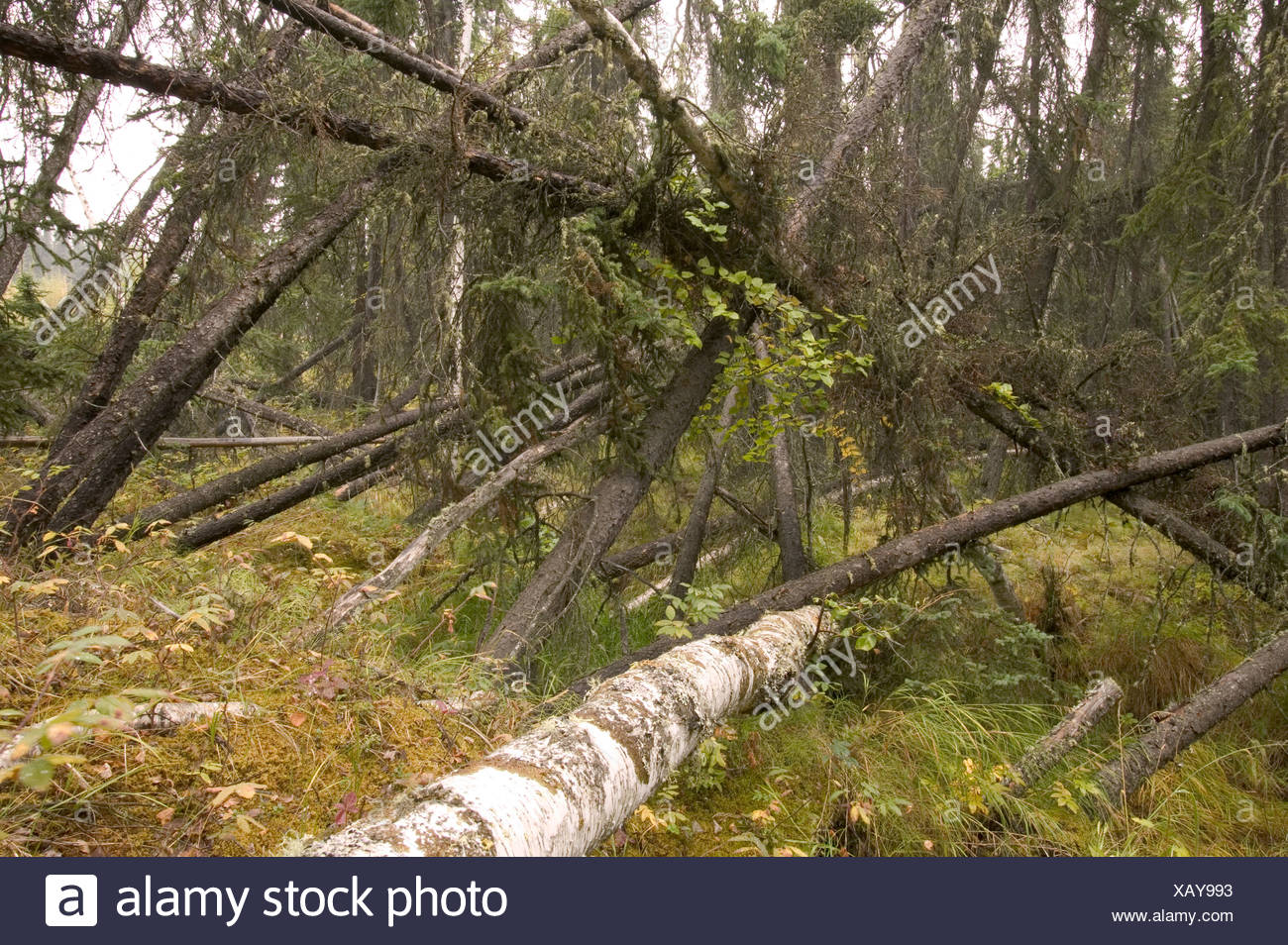 Permafrost Trees High Resolution Stock Photography and Images - Alamy