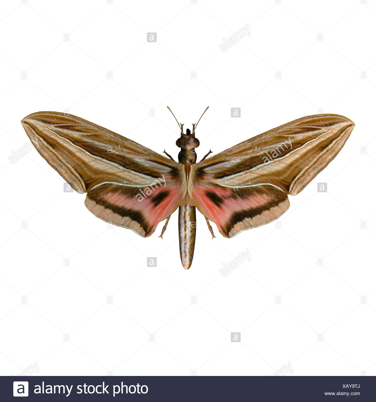 Hippotion Celerio High Resolution Stock Photography and Images - Alamy