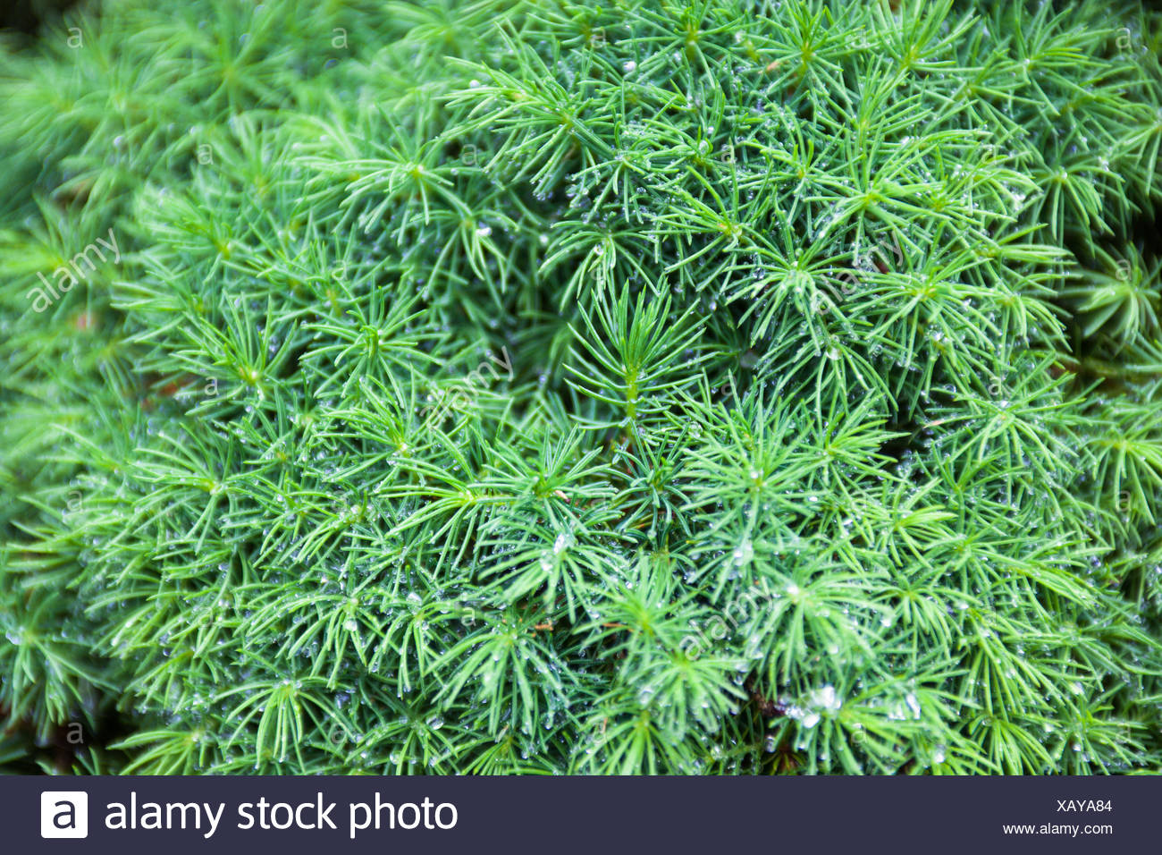 Evergreen Needle Like Leaves High Resolution Stock Photography and ...