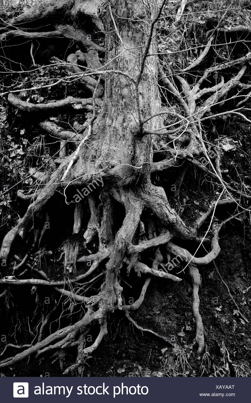 Gnarled Tree Stock Photos & Gnarled Tree Stock Images - Alamy