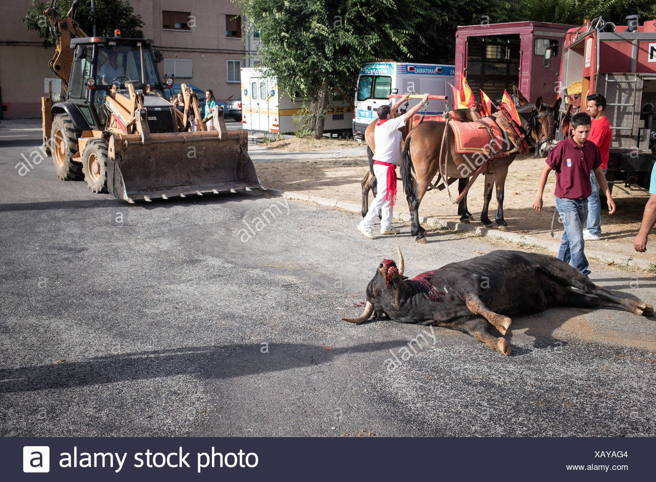 Dead Bull High Resolution Stock Photography and Images - Alamy