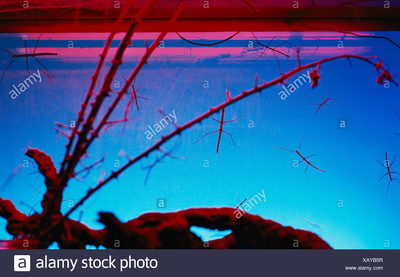 Stick Insect High Resolution Stock Photography and Images - Alamy
