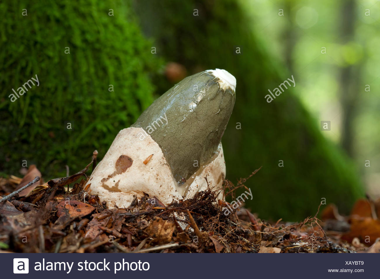 Witchs Egg High Resolution Stock Photography and Images - Alamy
