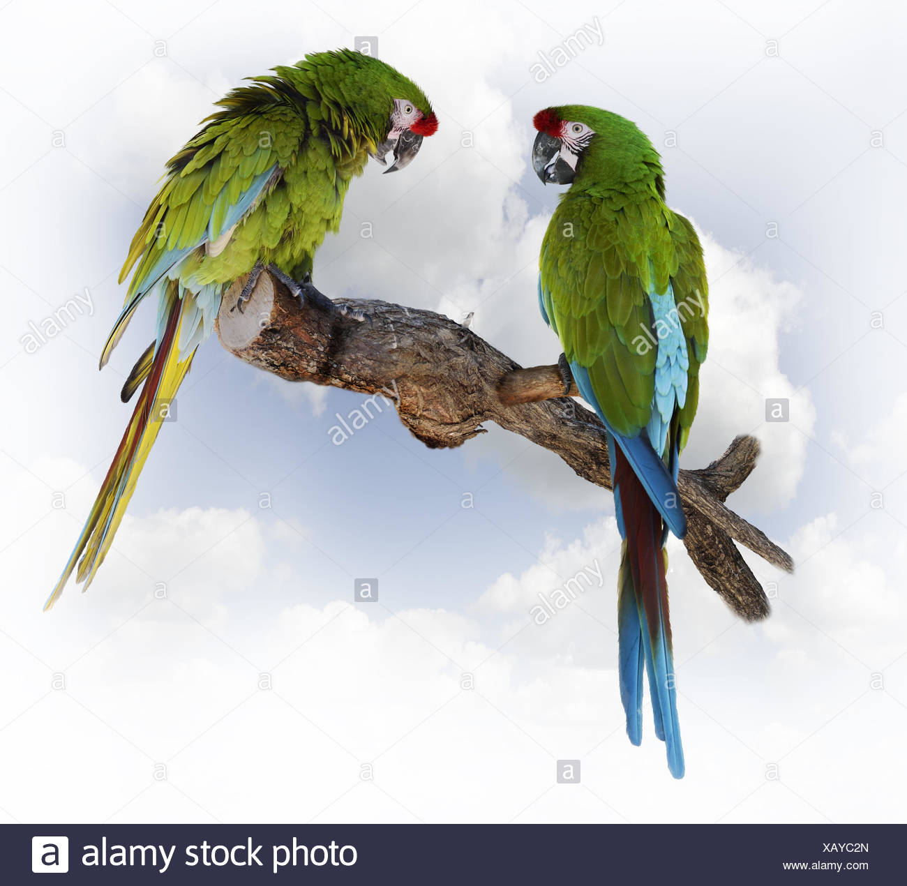 Parrot Parrots Cut Out Stock Images & Pictures - Alamy