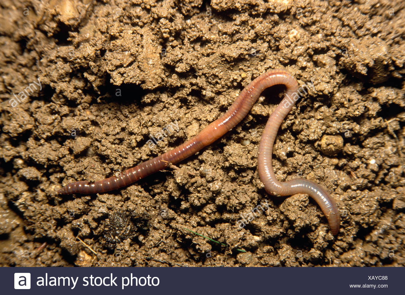 Lumbricus Terrestris Segmented Worm High Resolution Stock Photography ...
