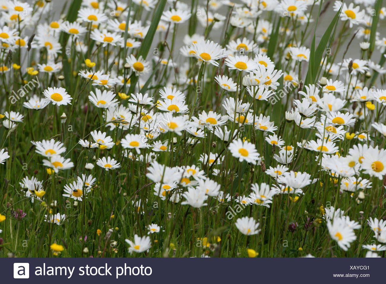 Oxeye Daisy High Resolution Stock Photography and Images - Alamy