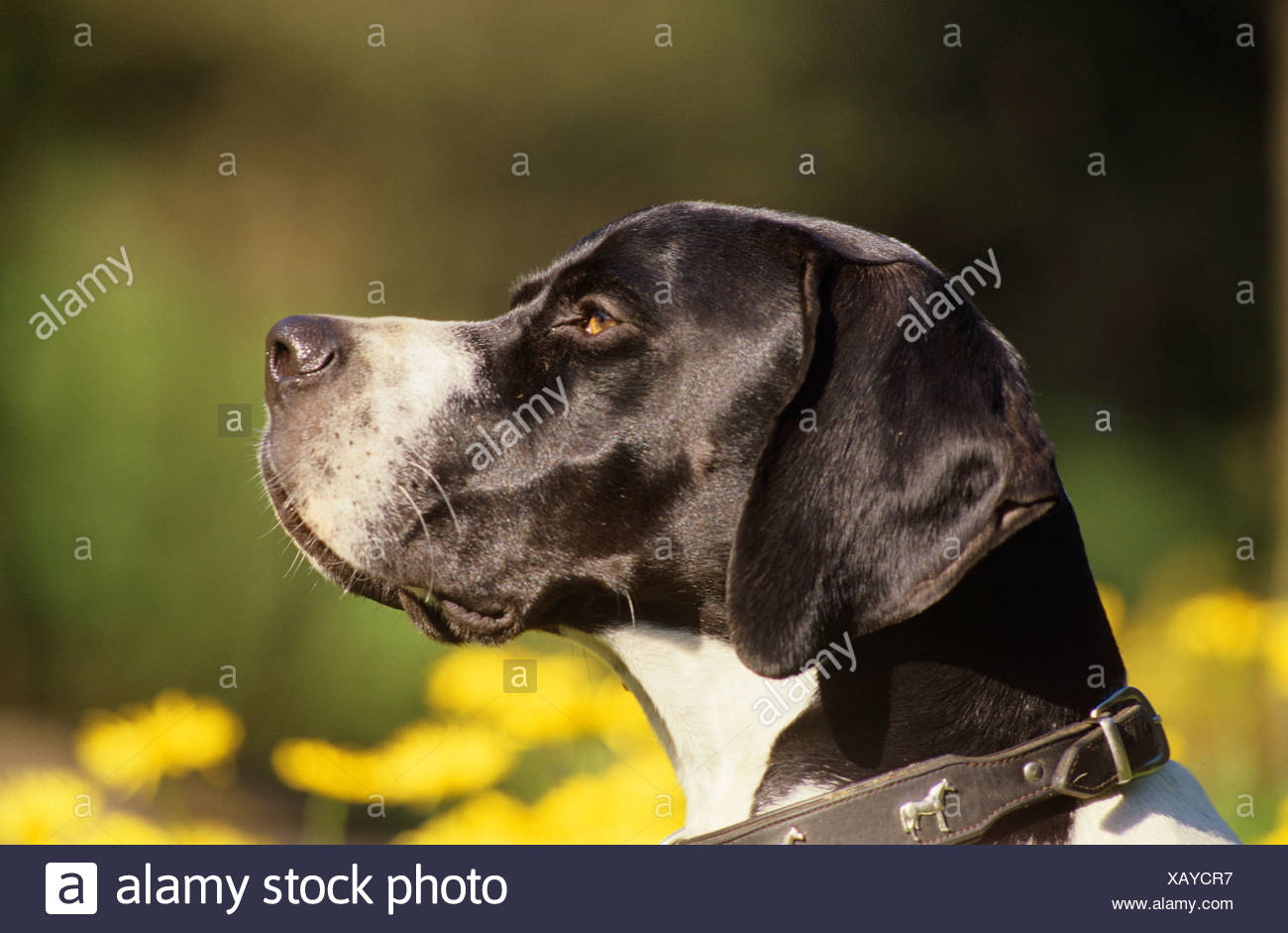 English Pointers High Resolution Stock Photography and Images - Alamy