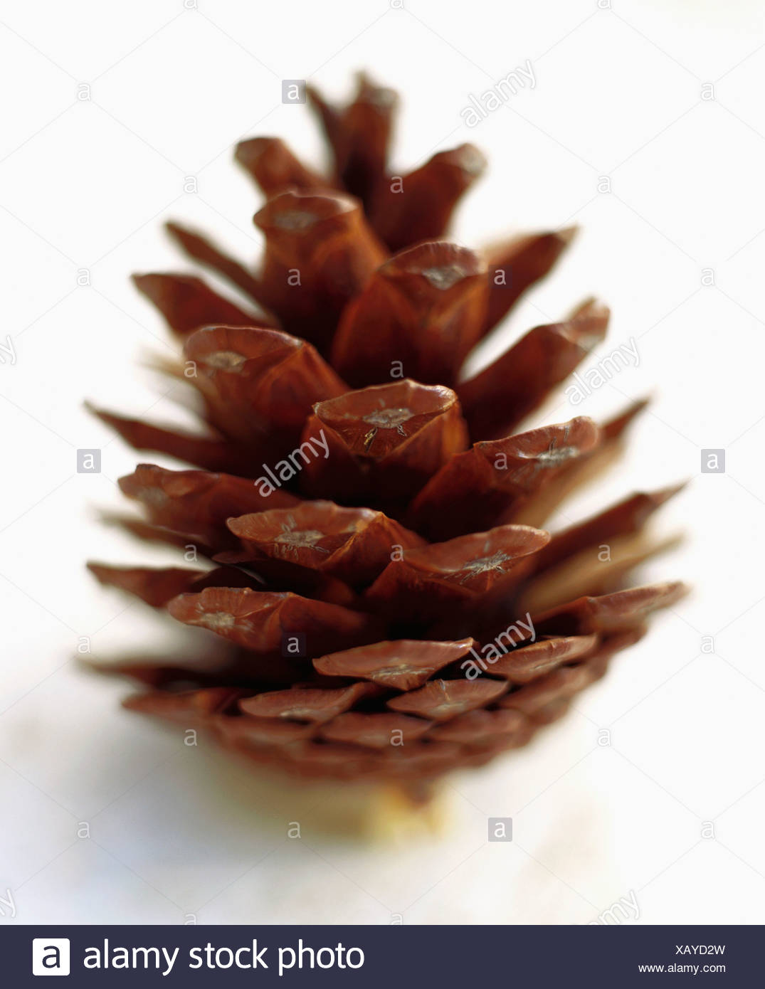 Pine Cone Stock Photos & Pine Cone Stock Images - Alamy