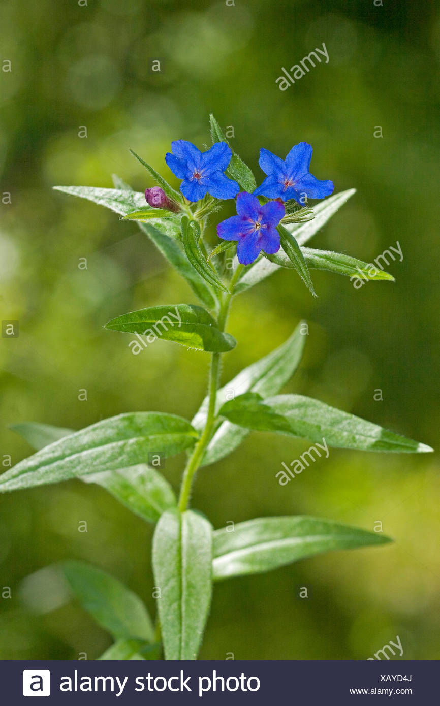 Purple Gromwell Lithospermum Purpurocaeruleum High Resolution Stock ...