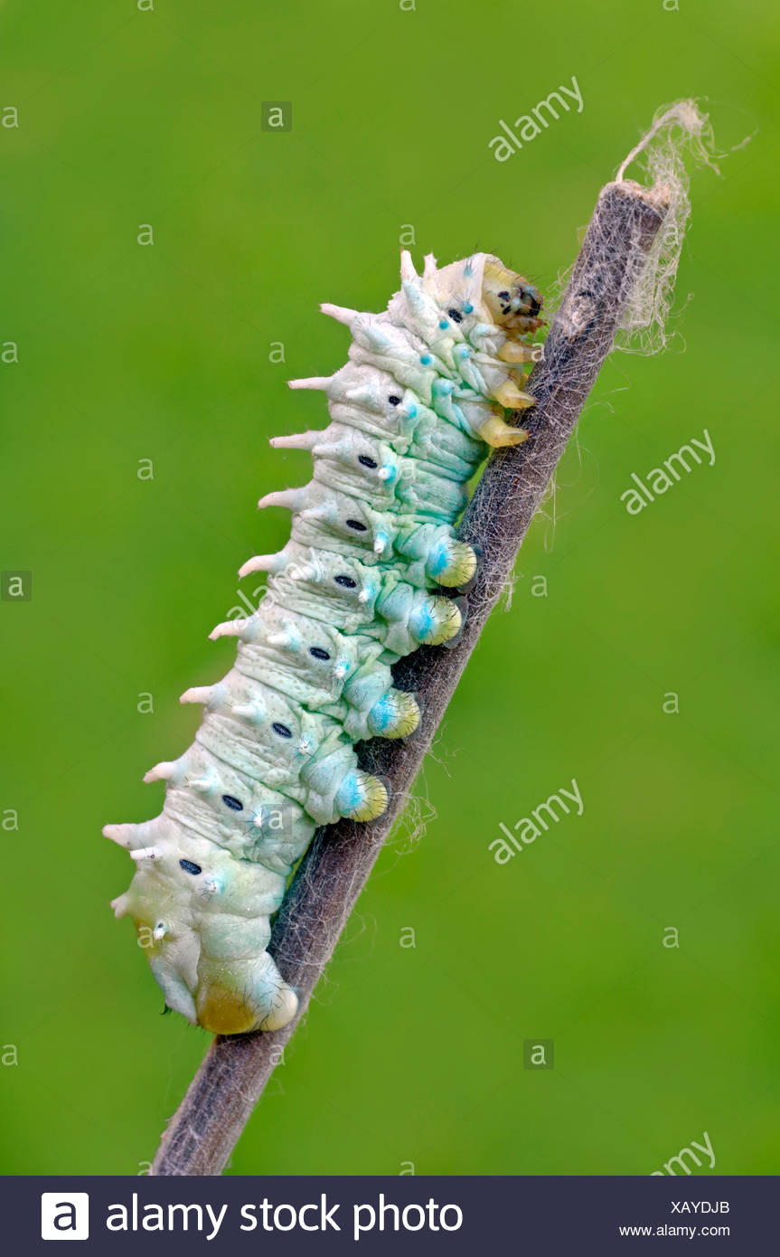 Samia High Resolution Stock Photography and Images - Alamy