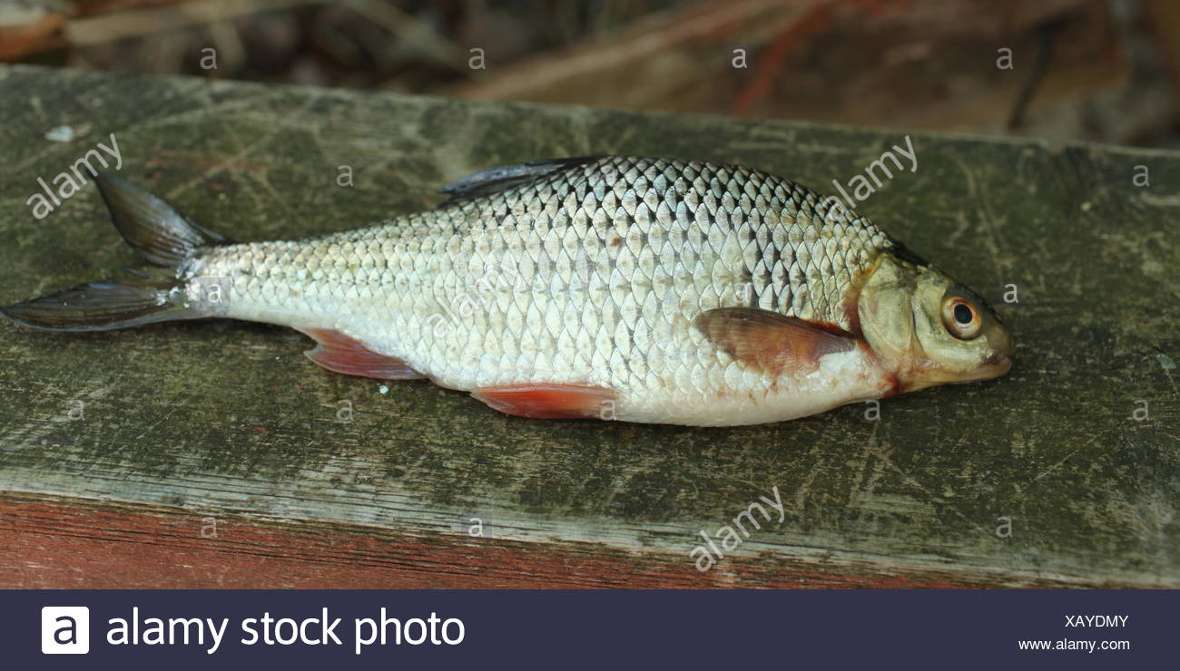 Silver Fish Scales Stock Photos & Silver Fish Scales Stock Images - Alamy