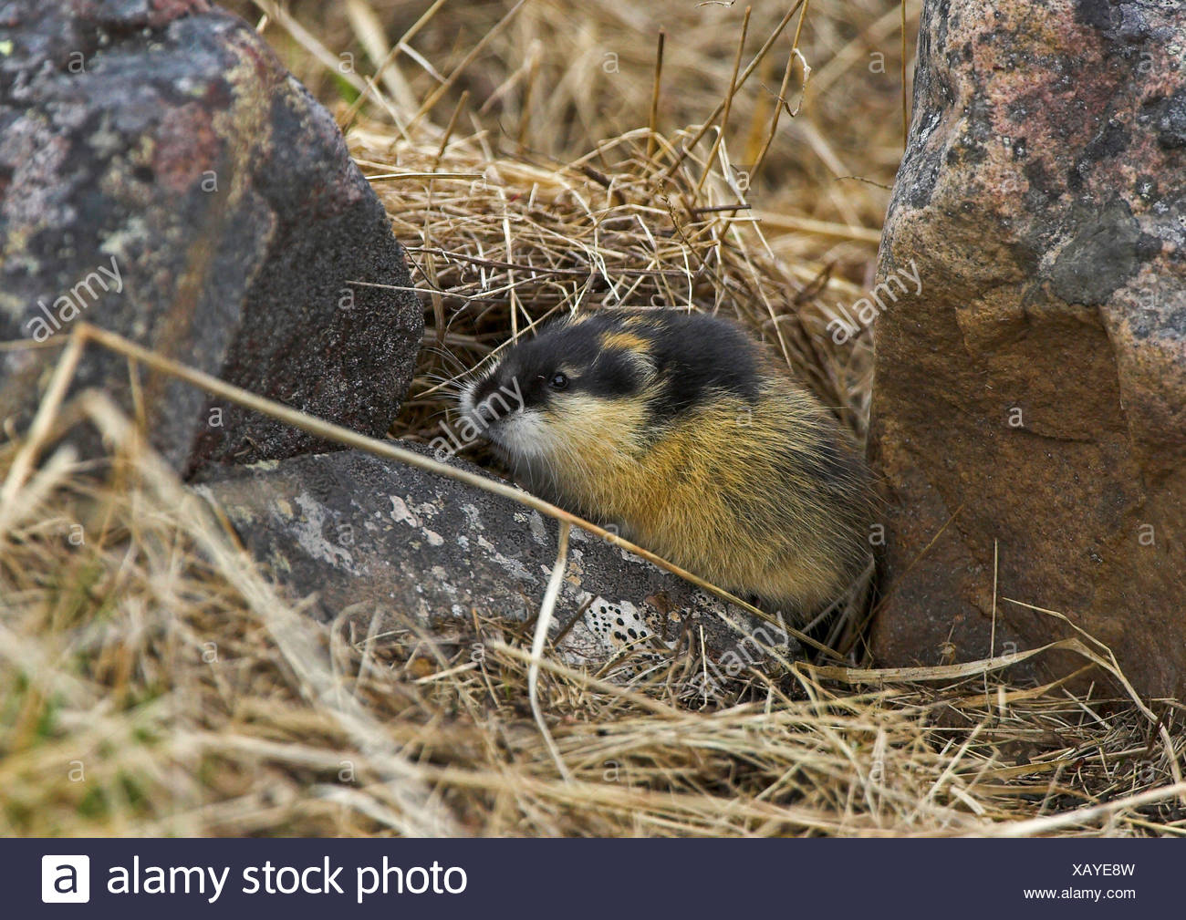 Norway Lemming Lemmus Lemmus Standing High Resolution Stock Photography ...