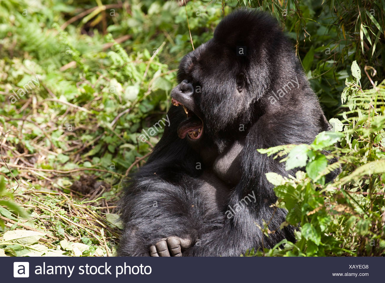 Silverback Gorilla Sitting High Resolution Stock Photography and Images ...