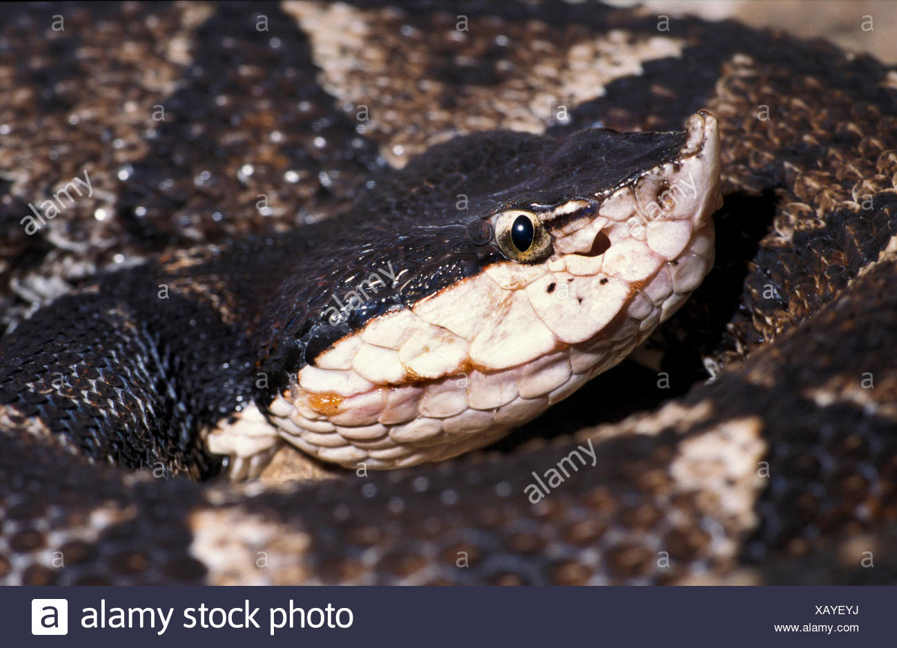 No Subspecies High Resolution Stock Photography and Images - Alamy