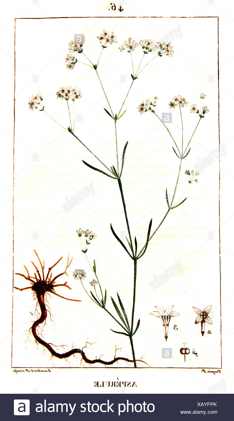 Woodruff Galium Odoratum Illustration High Resolution Stock Photography ...