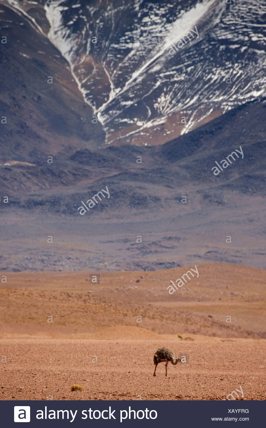 Rhea Tarapacensis High Resolution Stock Photography and Images - Alamy