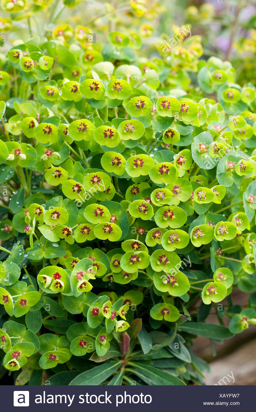 Tiny Tim Stock Photos & Tiny Tim Stock Images - Alamy