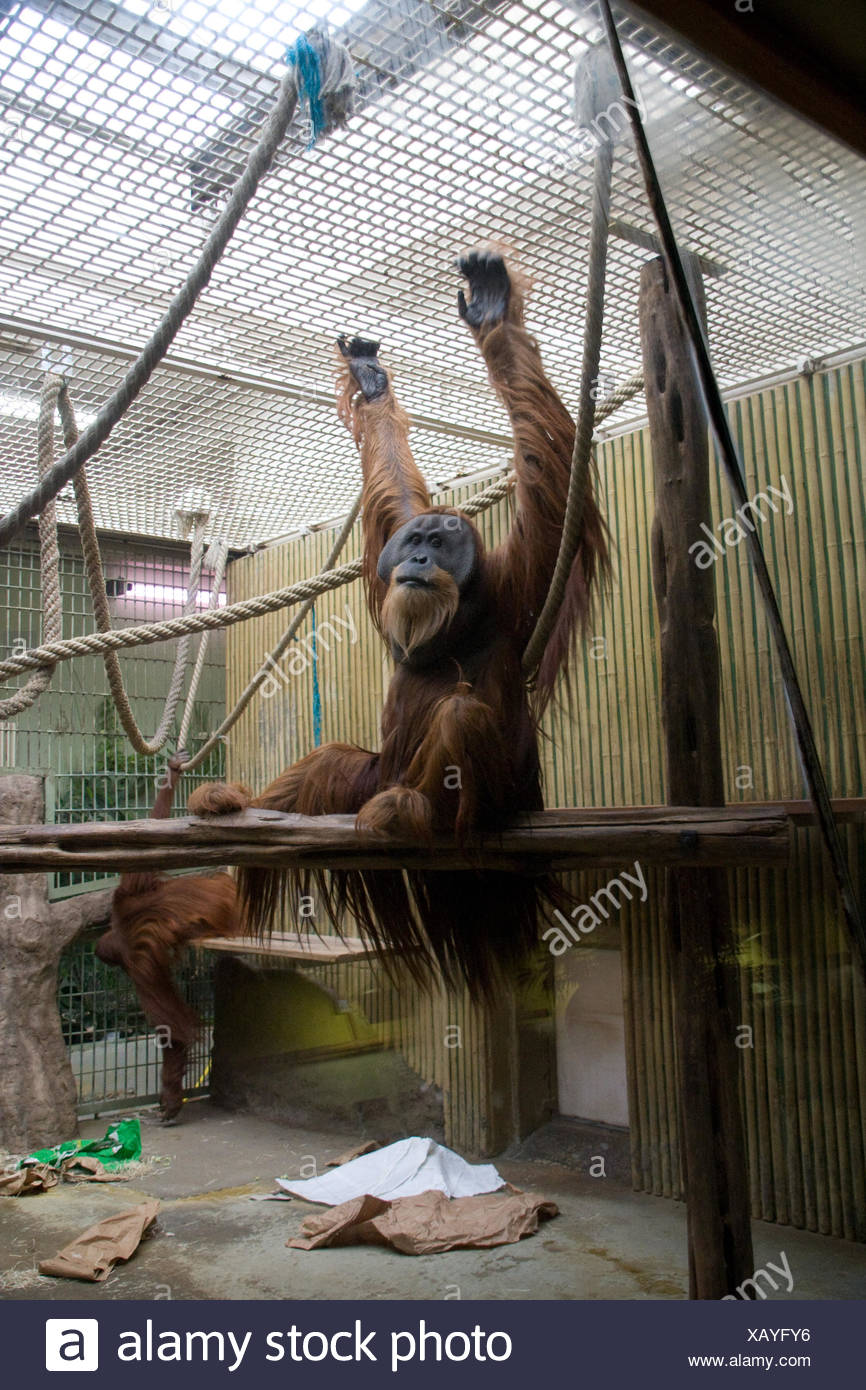 Anthropoid High Resolution Stock Photography and Images - Alamy