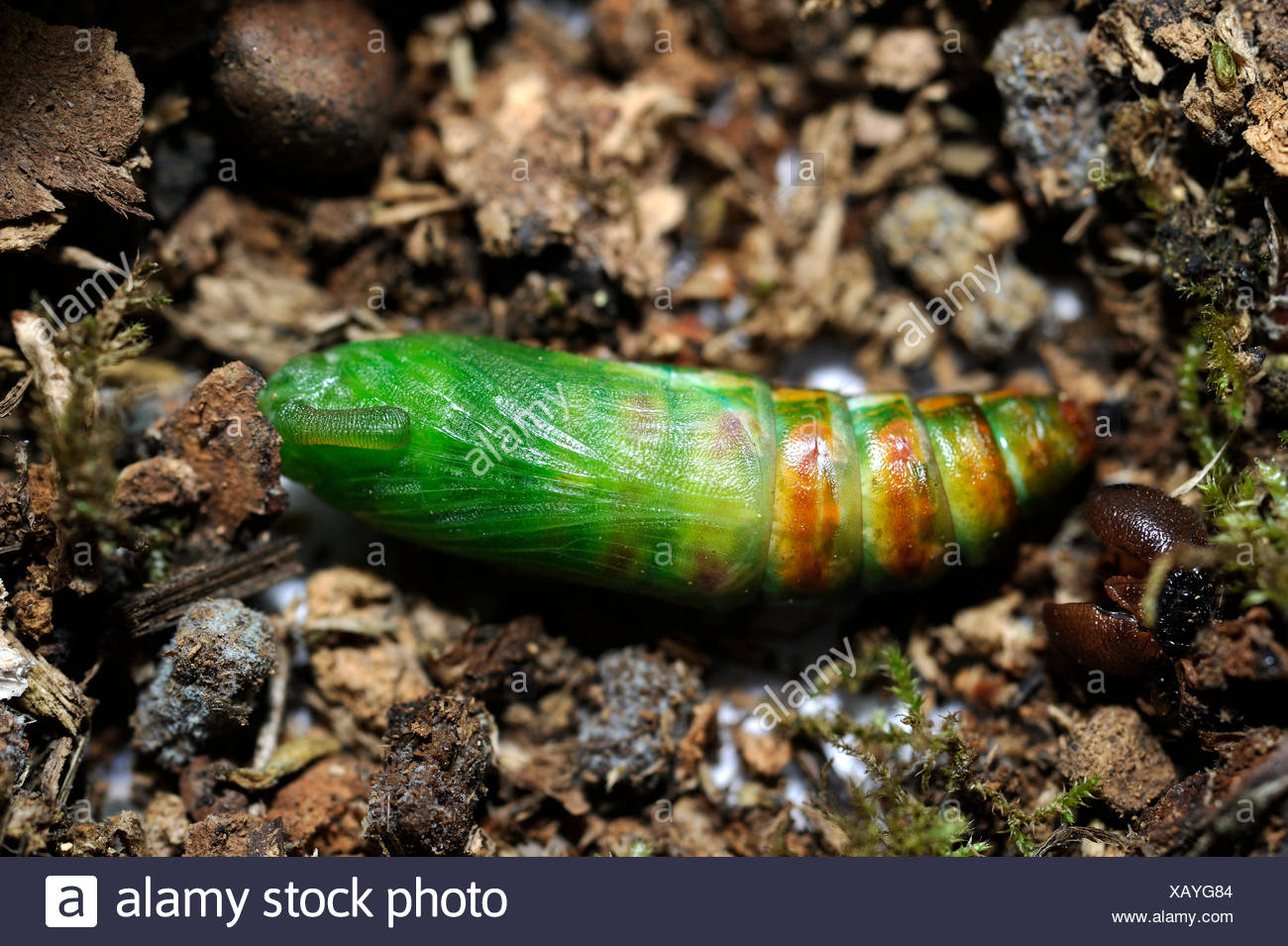 Moth Chrysalis High Resolution Stock Photography and Images - Alamy