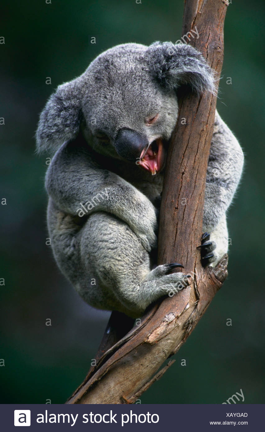 Koala Yawning High Resolution Stock Photography and Images - Alamy